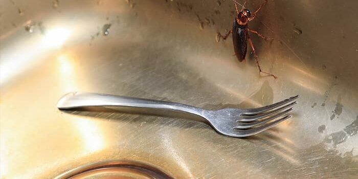 Professional Pest Control Cockroach Service in Dubai - Al Mandhar Pest ...